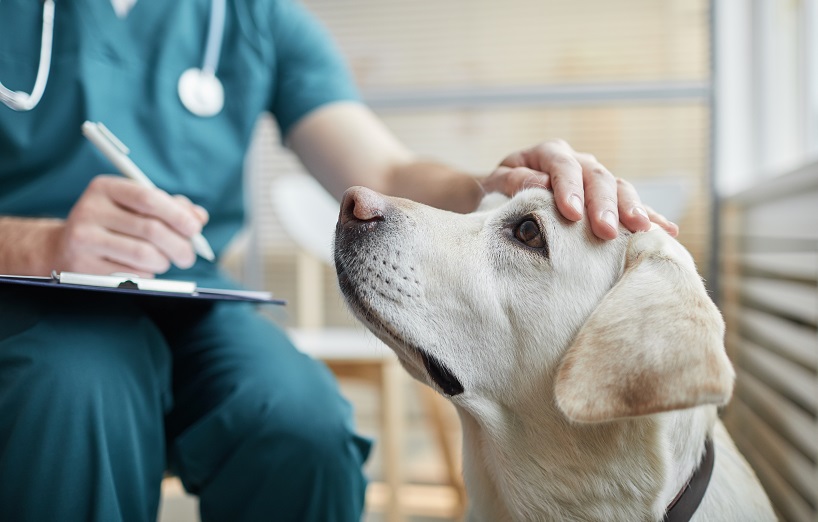 Wie finde ich eine gute Tierarztpraxis? Hilfreiche Tipps! - AGILA