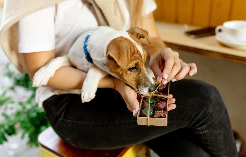 Wie viel Schokolade ist giftig für Hunde und Katzen? - AGILA