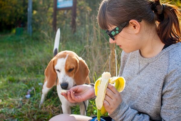 Gesund und bekömmlich: Dürfen Hunde Bananen essen? - AGILA
