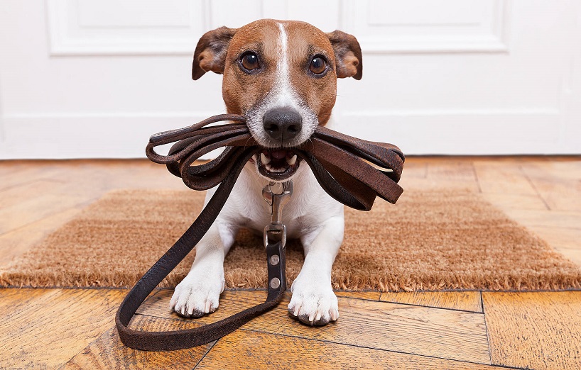 Welche Einrichtung und Ausstattung brauchen Hunde? - AGILA