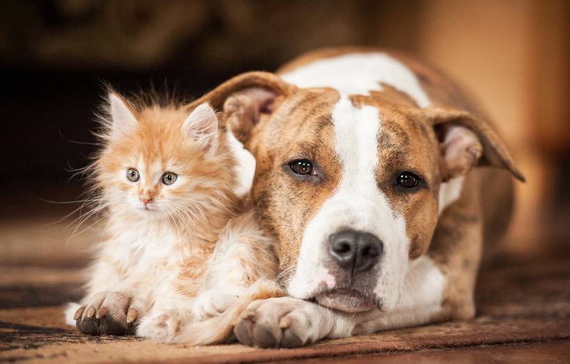 Hund und Katze zusammen halten? – AGILA Hund und Katze zusammen halten? – AGILA