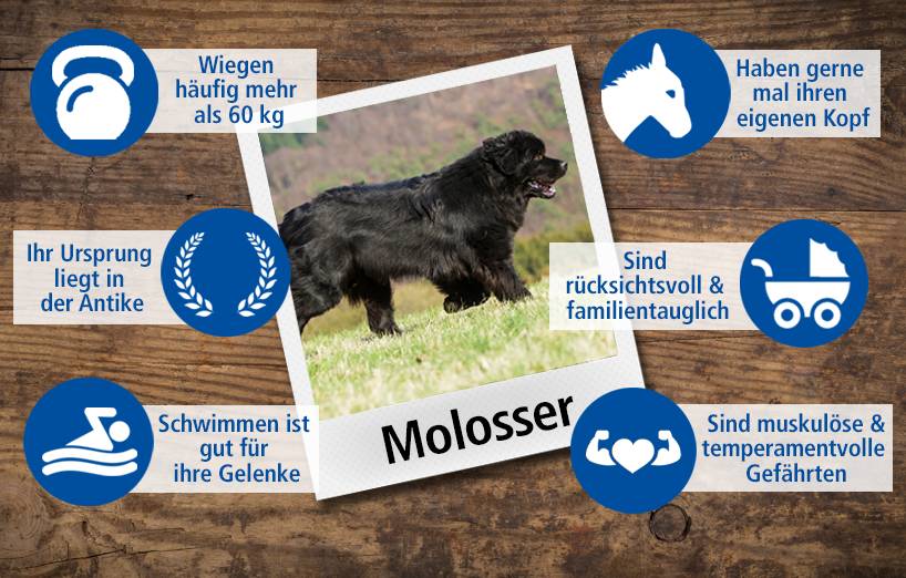Molosser: Masse, Muskeln, Schmusebacke – AGILA