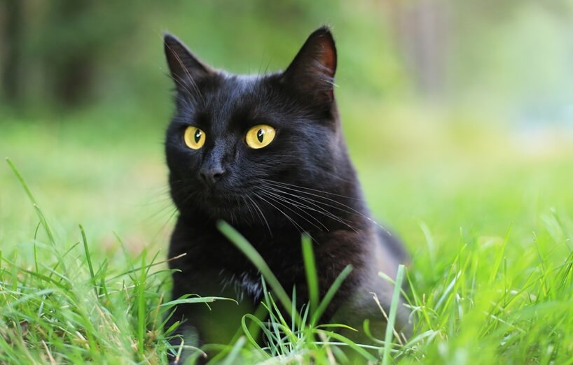 Schwarze Katze von links nach rechts: Aberglaube erklärt - AGILA