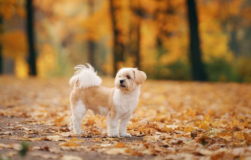 Shih Tzu: Das große Rasseportrait - AGILA