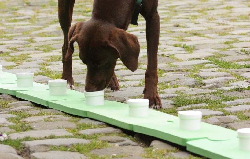 SniffleDog® – Nasenarbeit für Profis – AGILA