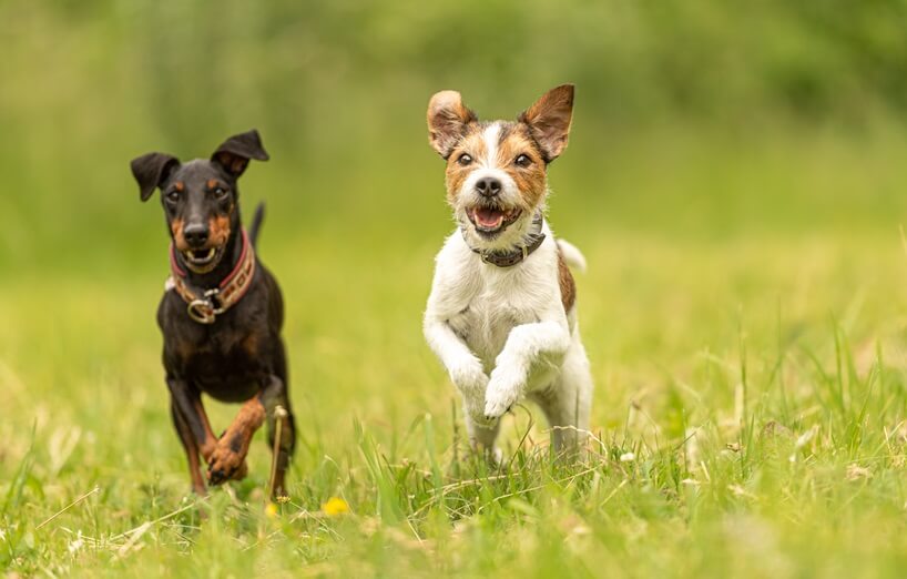 Terrier-Rassen im Überblick: Entdecken Sie beliebte Terrierarten - AGILA