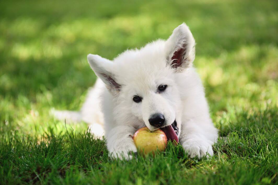 Obst und Gemüse aus dem Garten: Was eignet sich für Hunde? – AGILA
